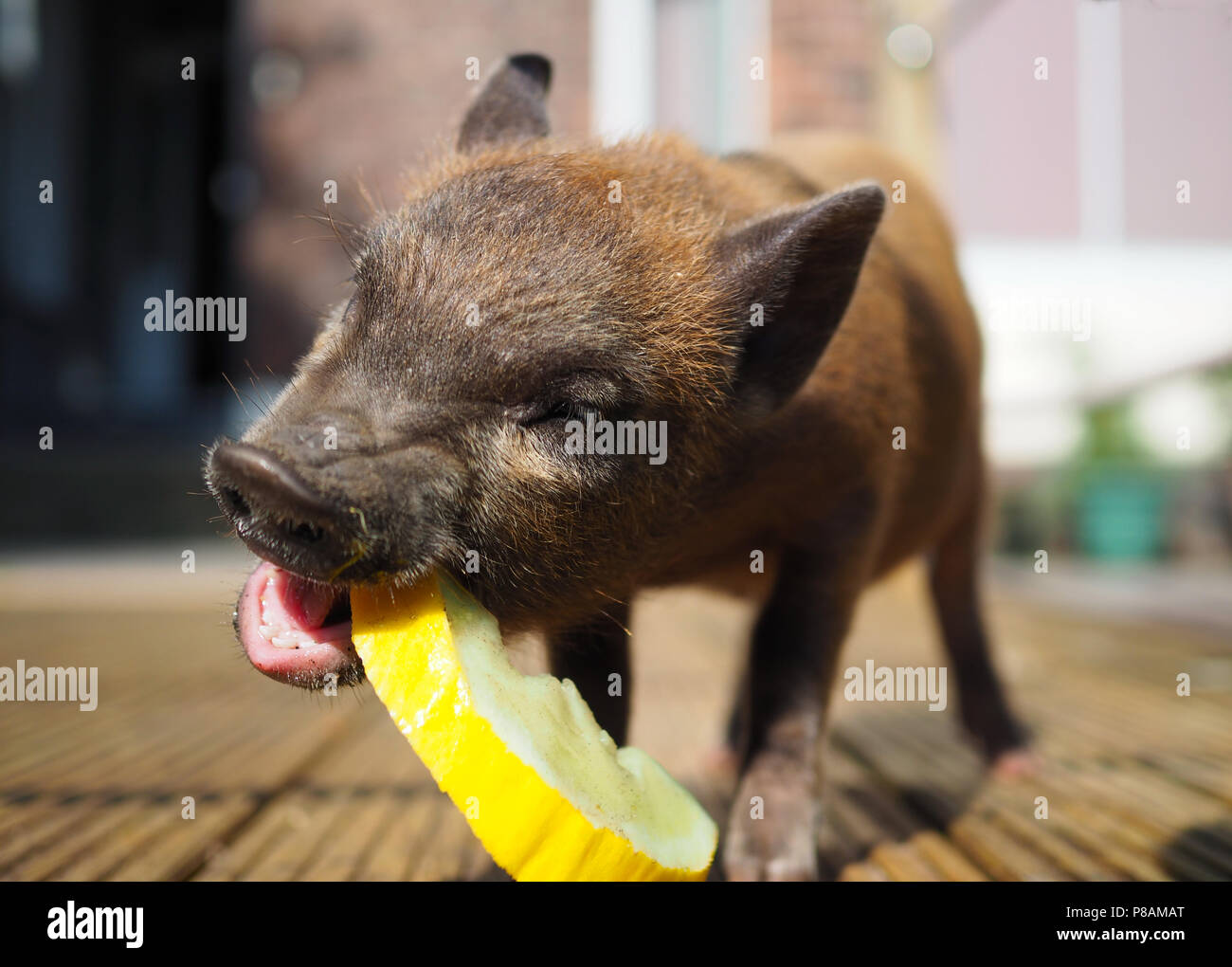 Micro Pig in a household setting Stock Photo - Alamy
