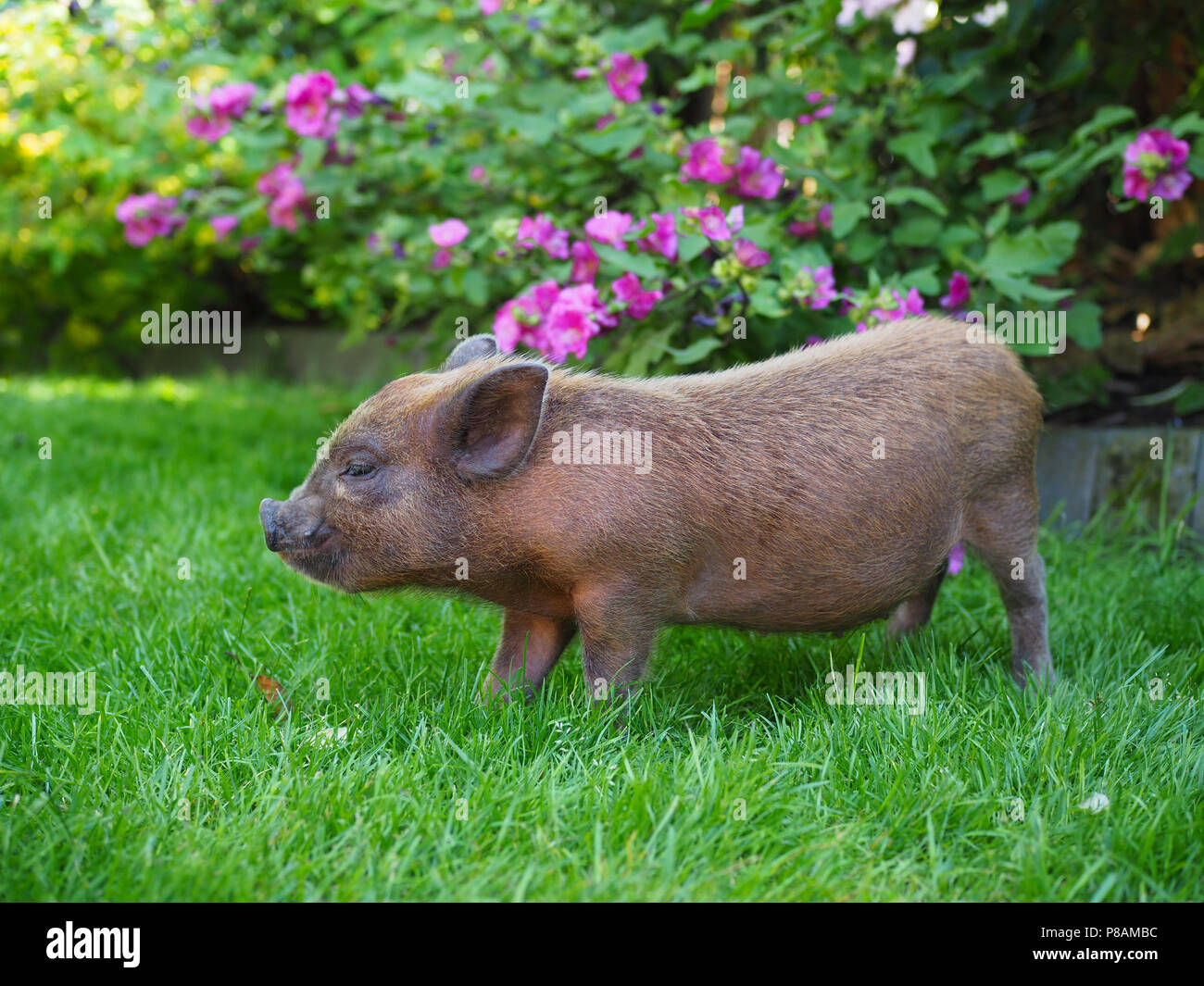 Pig pen hi-res stock photography and images - Alamy
