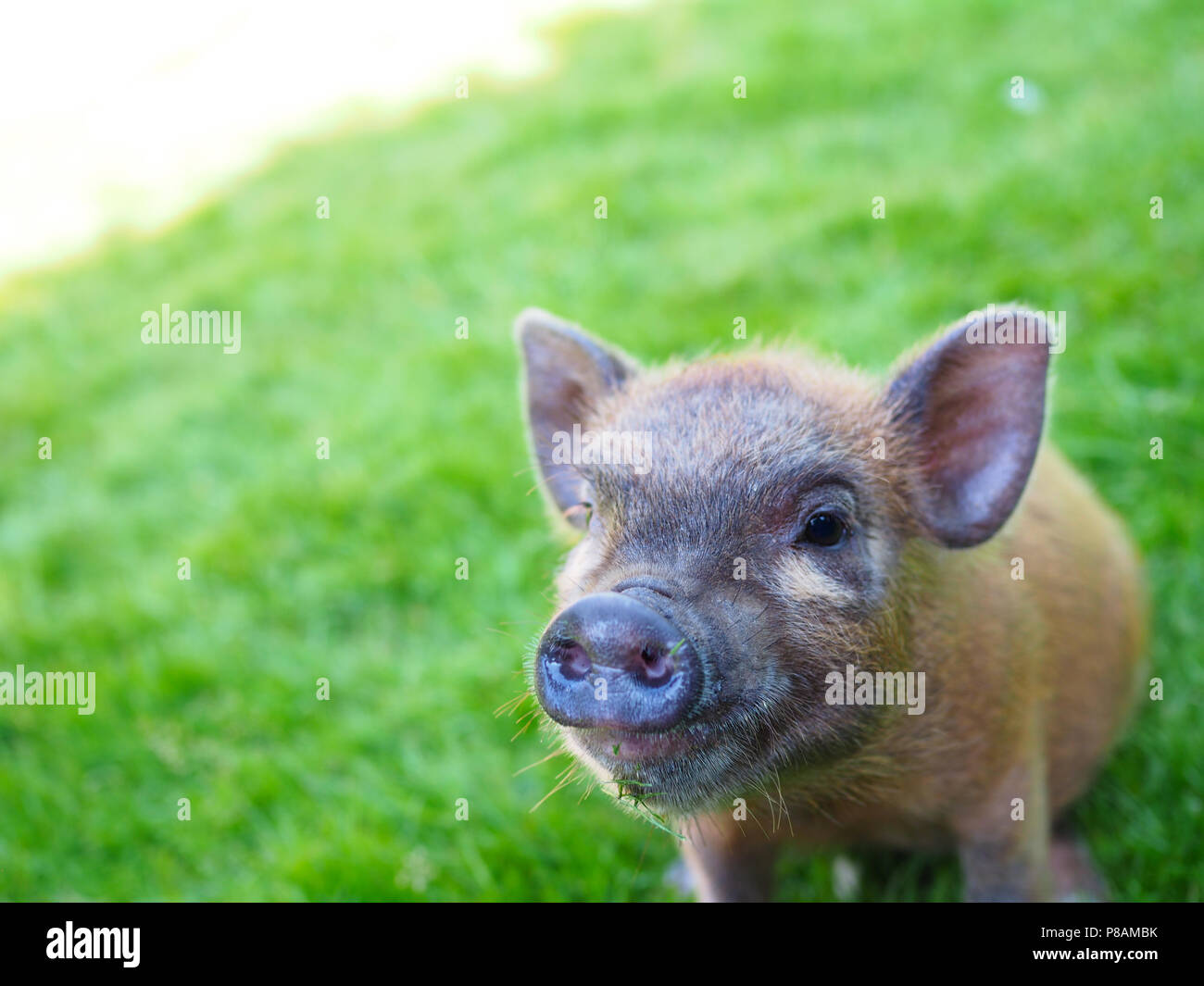 Micro pig hi-res stock photography and images - Alamy