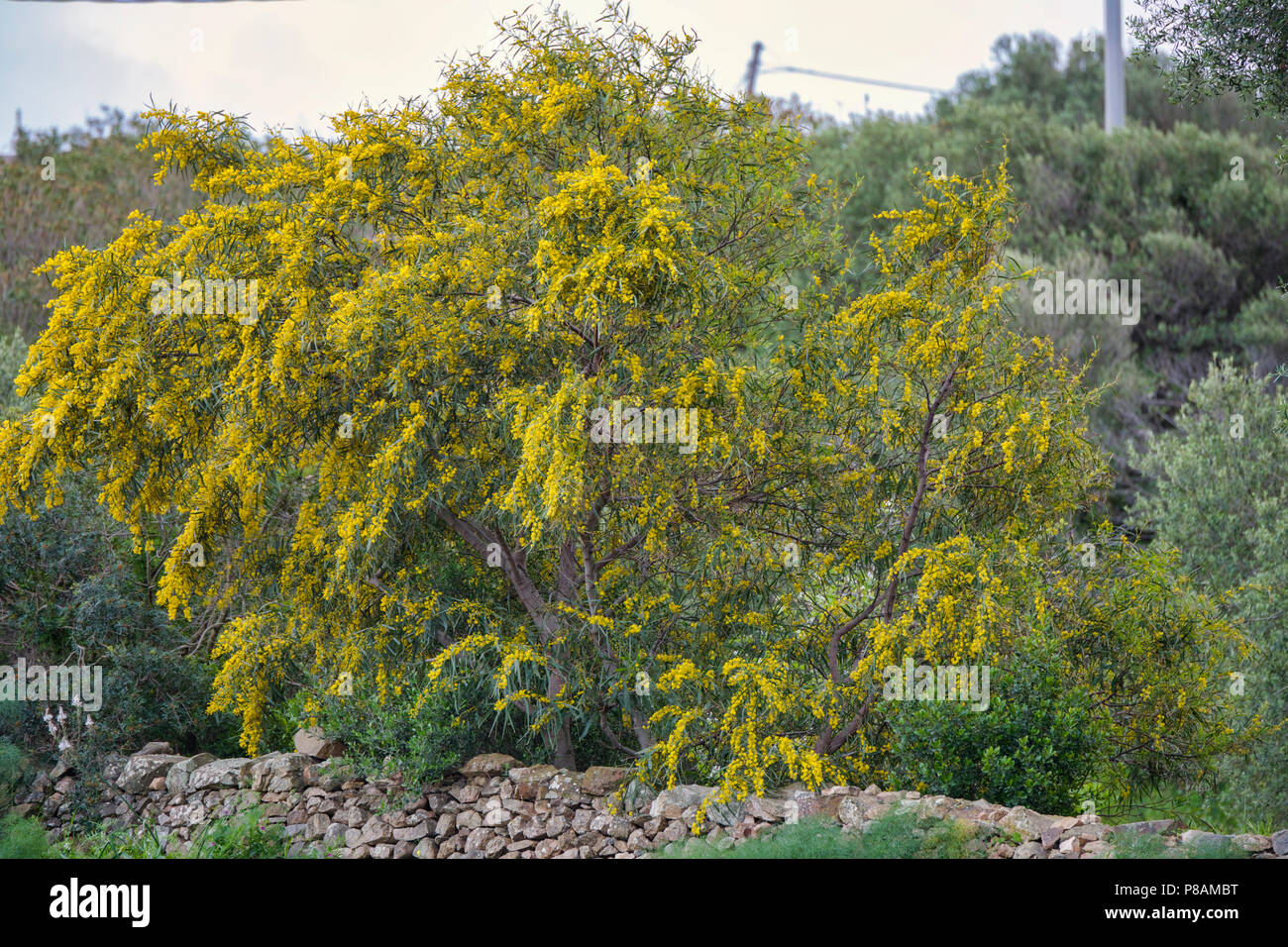 Gorse with yellow flower hi-res stock photography and images - Alamy