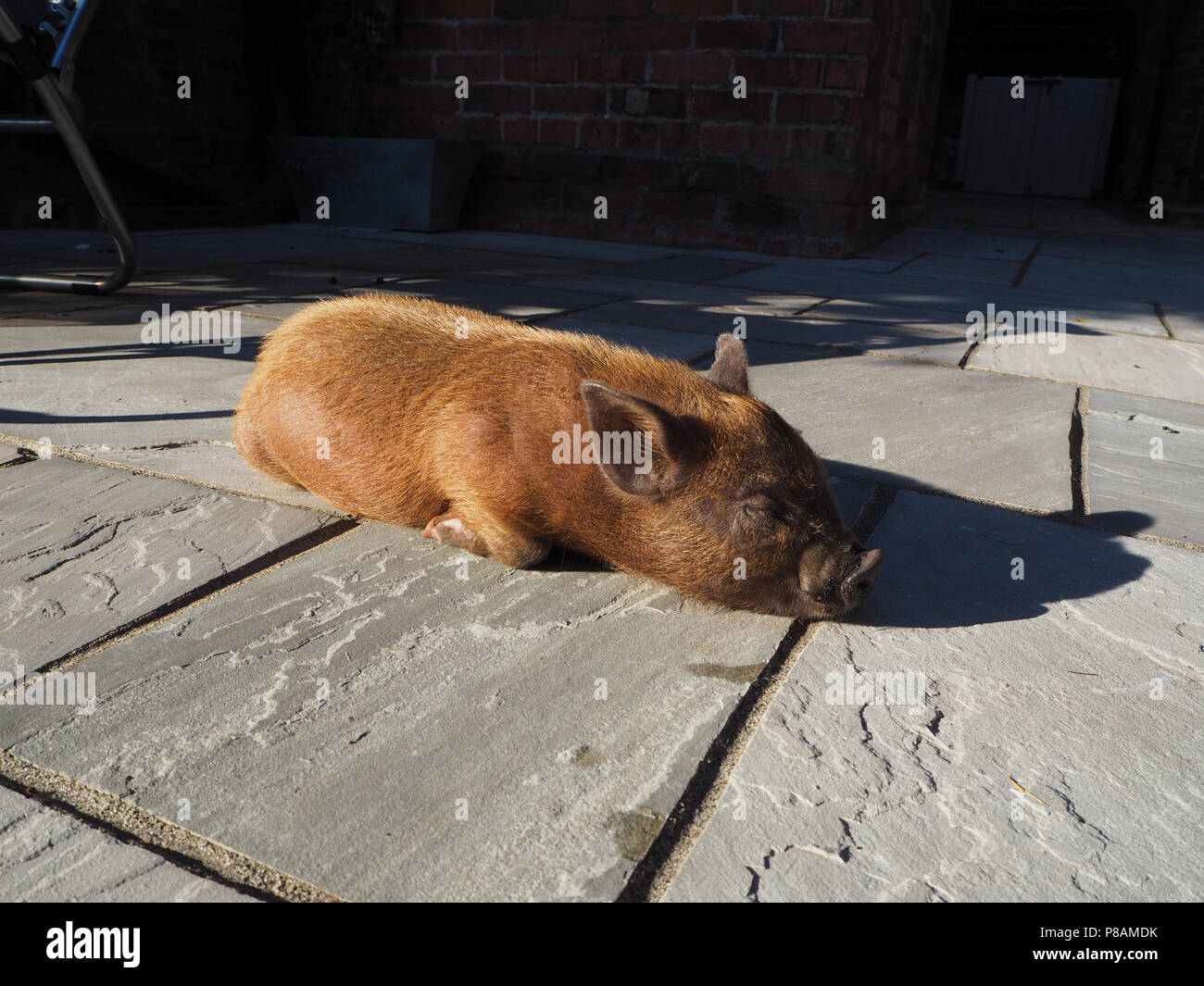 Micro pig house hi-res stock photography and images - Alamy