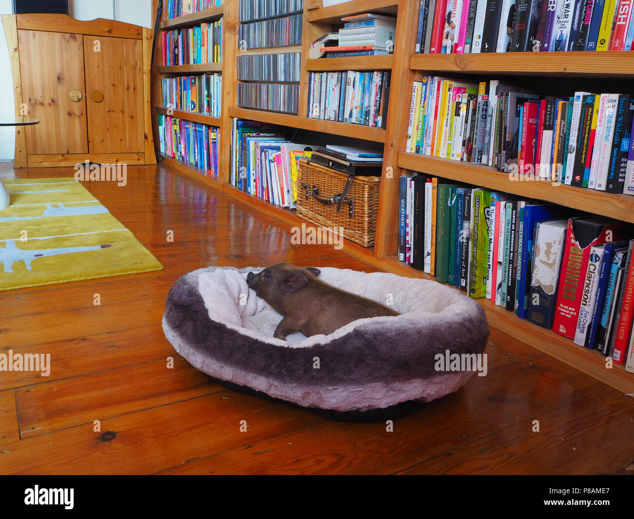 Micro pig house hi-res stock photography and images - Alamy