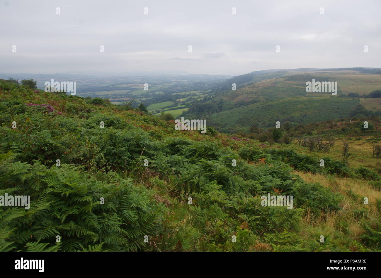 Quantock hills walking hi-res stock photography and images - Alamy