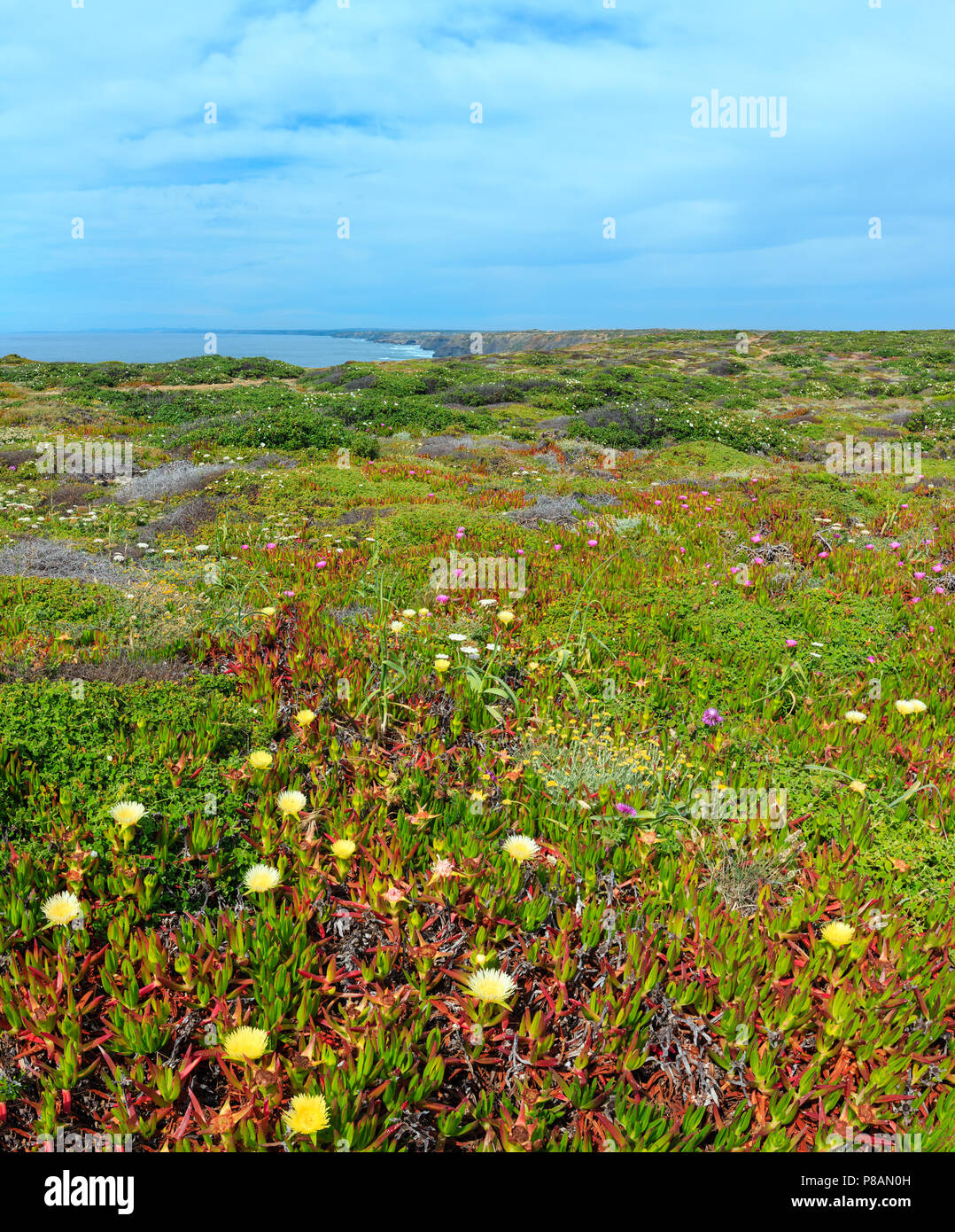 White pigface hi-res stock photography and images - Alamy