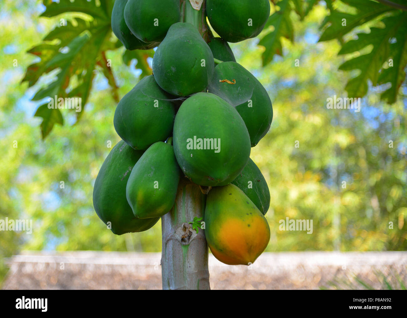 Papaya trees and fruits at the garden in summer time Stock Photo - Alamy
