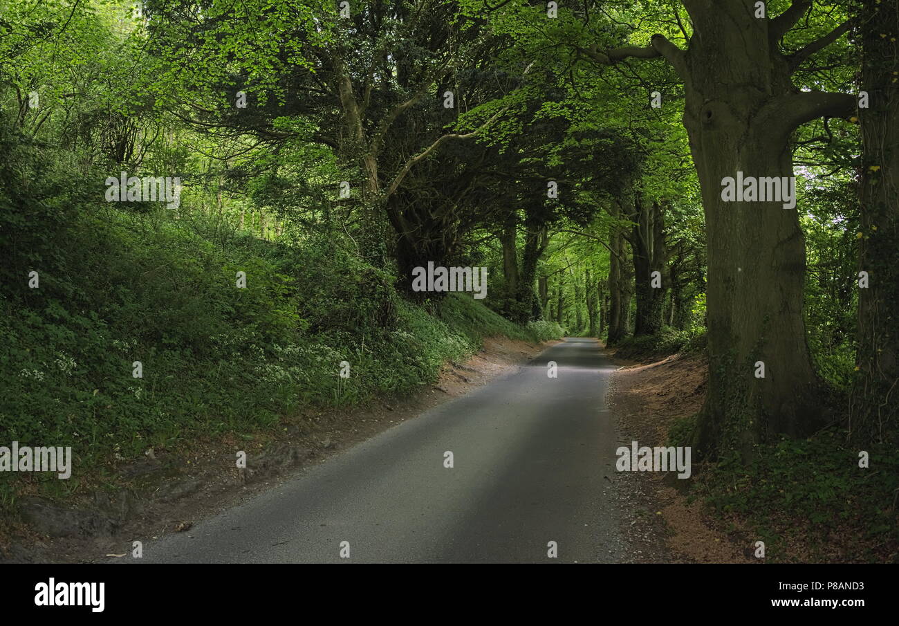 Archway of trees Stock Photo - Alamy