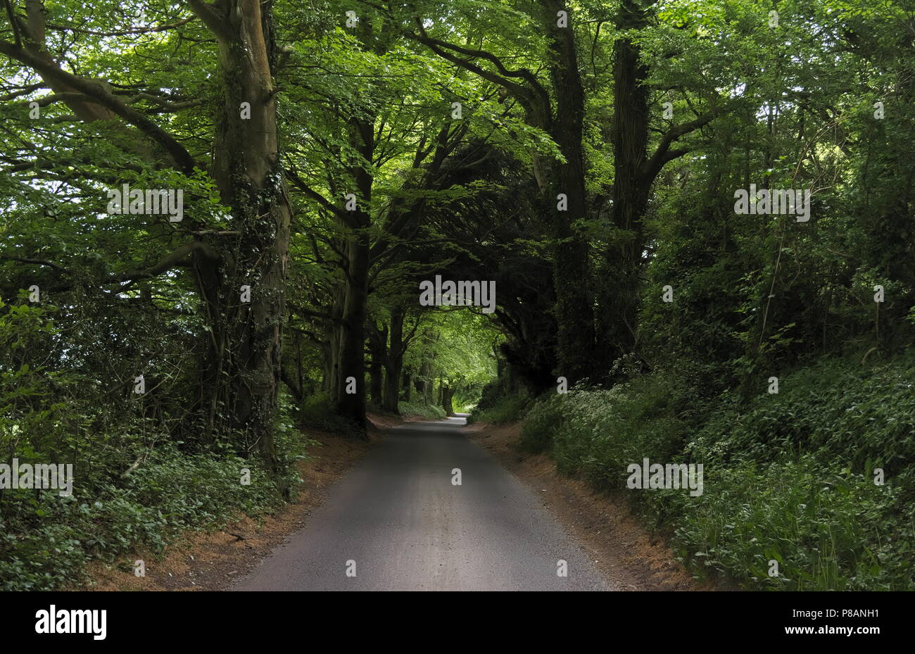 Archway of trees hi-res stock photography and images - Alamy