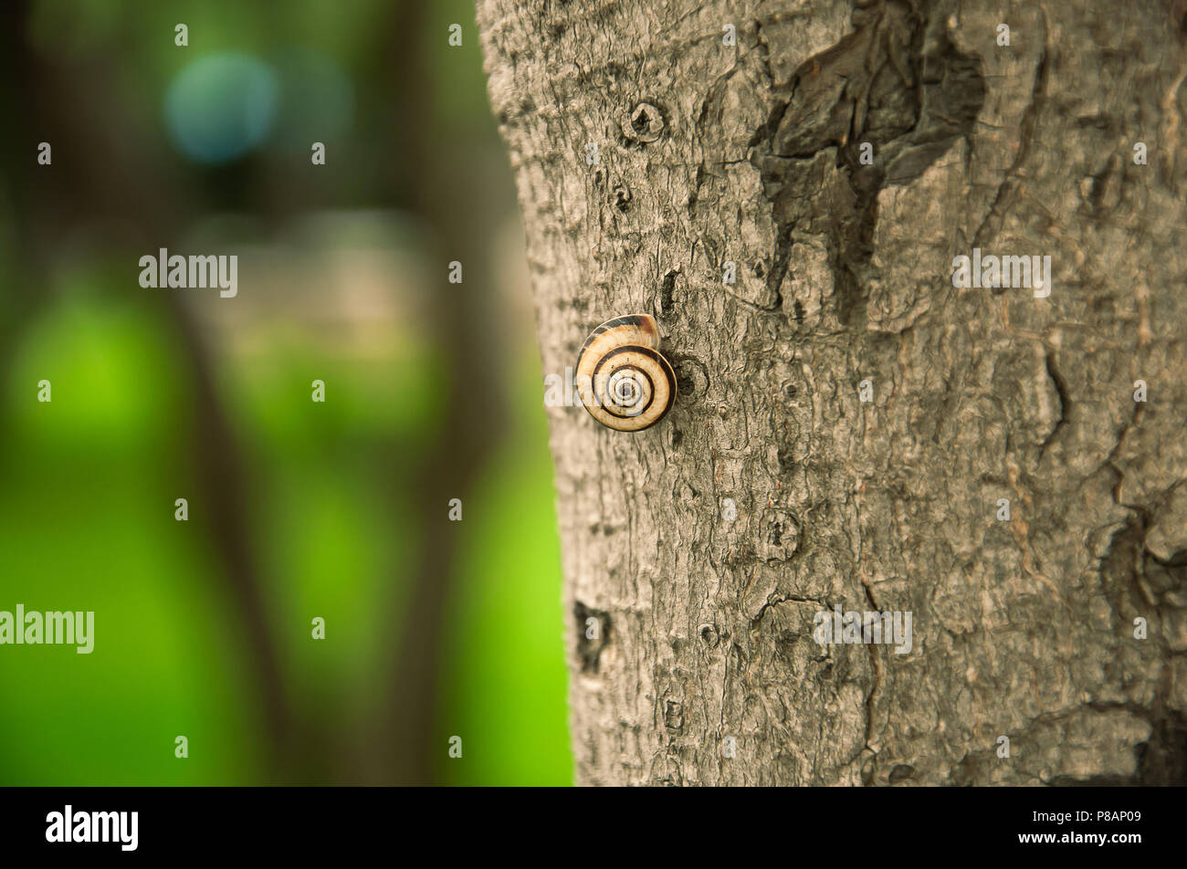Spiral snail hi-res stock photography and images - Alamy