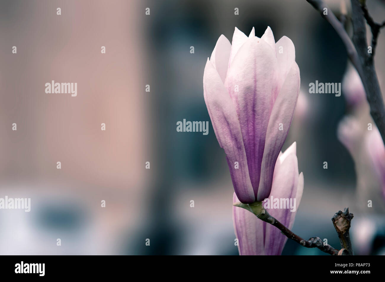 Still life magnolia hi-res stock photography and images - Alamy