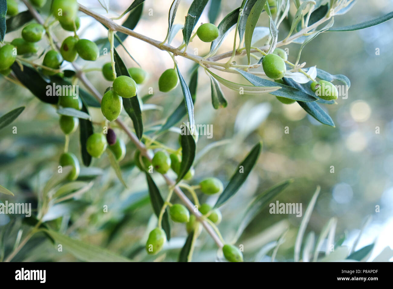 Auricular tree hi-res stock photography and images - Alamy