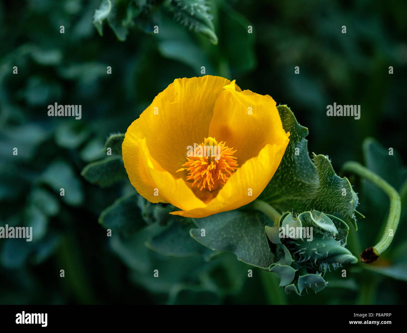 yellow horned poppy at Beach Spiaggia Grande at Golfo delle Lacona ...
