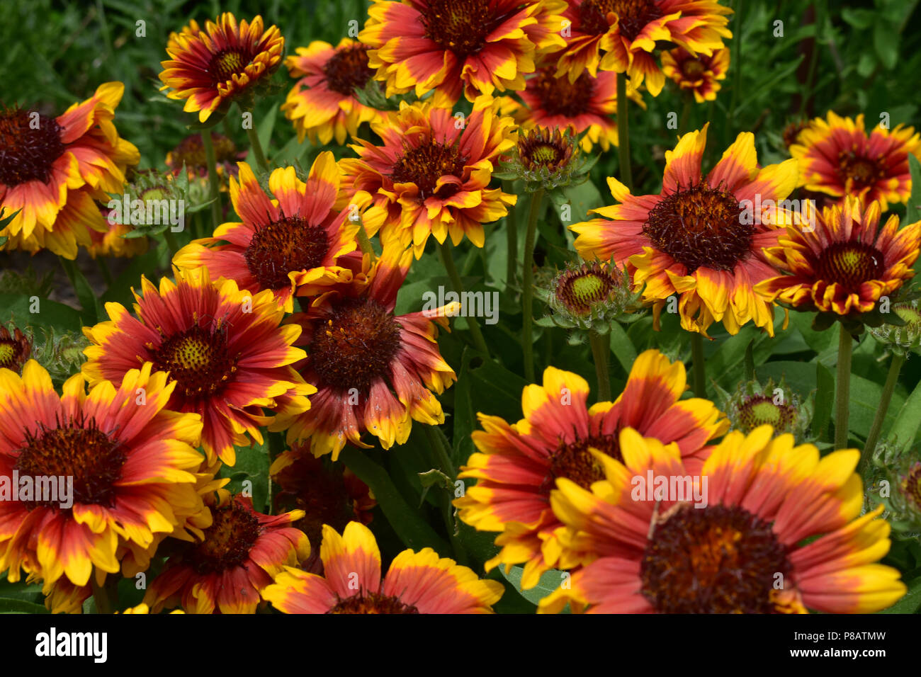 Cute flowers petals leaves hi-res stock photography and images - Alamy
