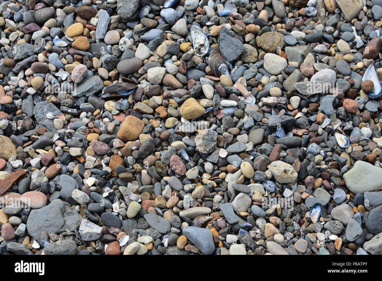 Beach pebbles rocks shells hi-res stock photography and images - Alamy