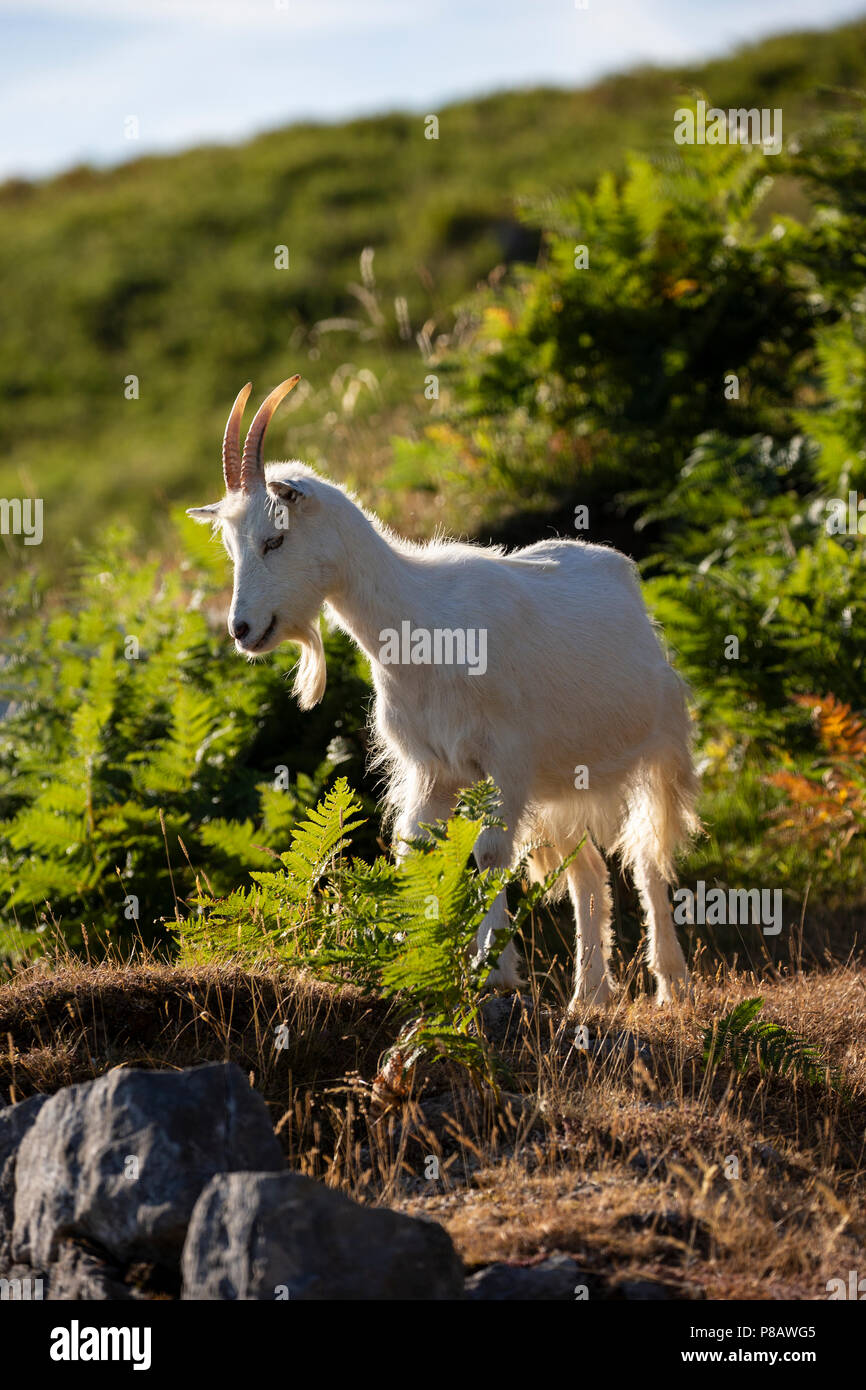 Rim lit goat hi-res stock photography and images - Alamy