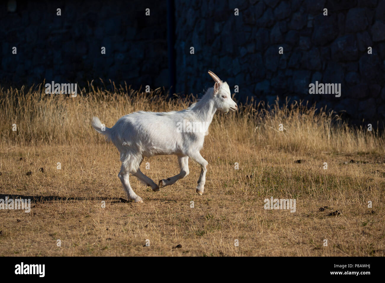 Goat trotting hi-res stock photography and images - Alamy