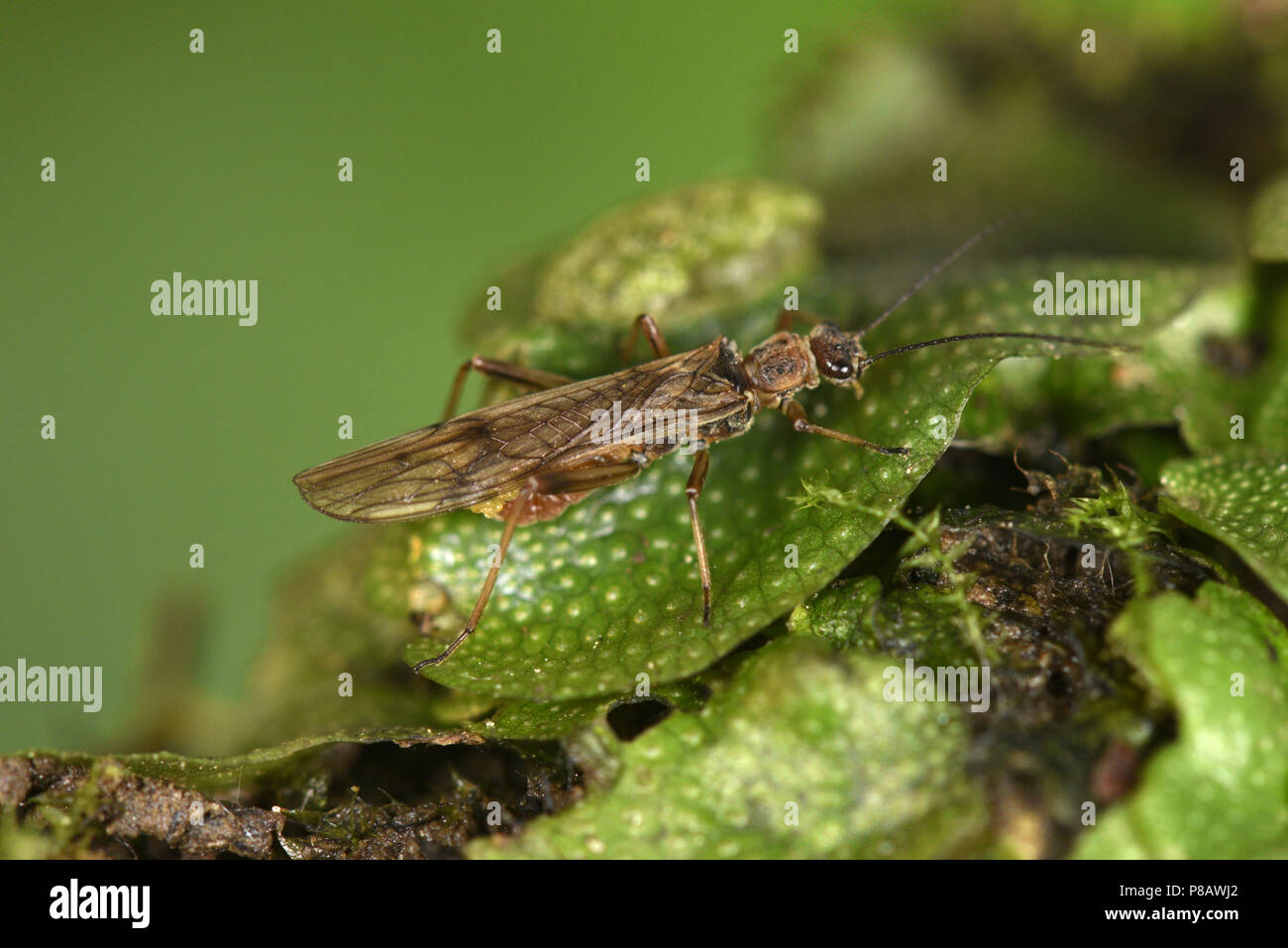 Nemoura cinerea - a stonefly Stock Photo - Alamy