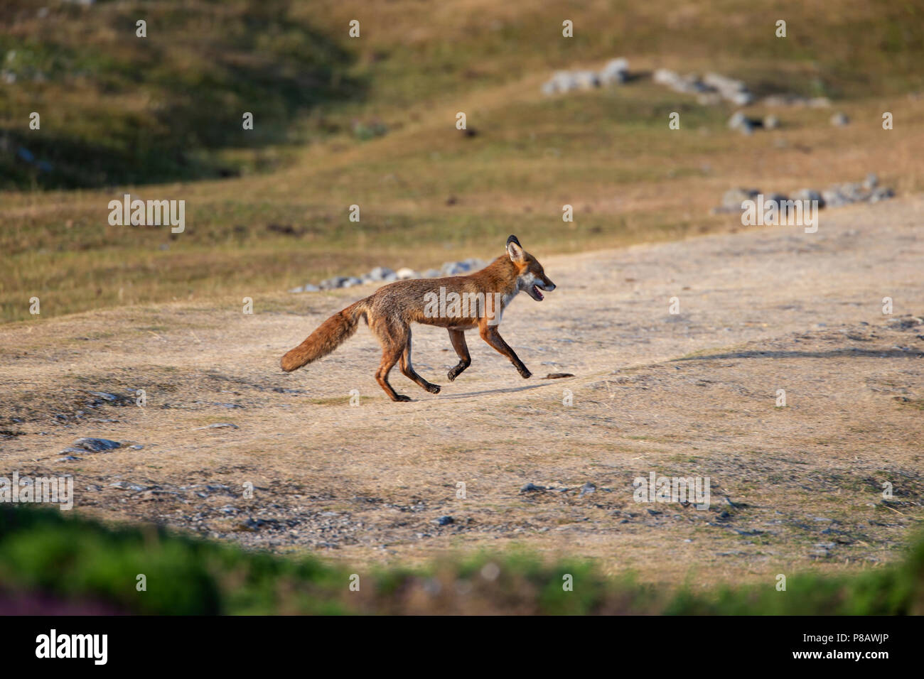 Adult red fox hi-res stock photography and images - Alamy