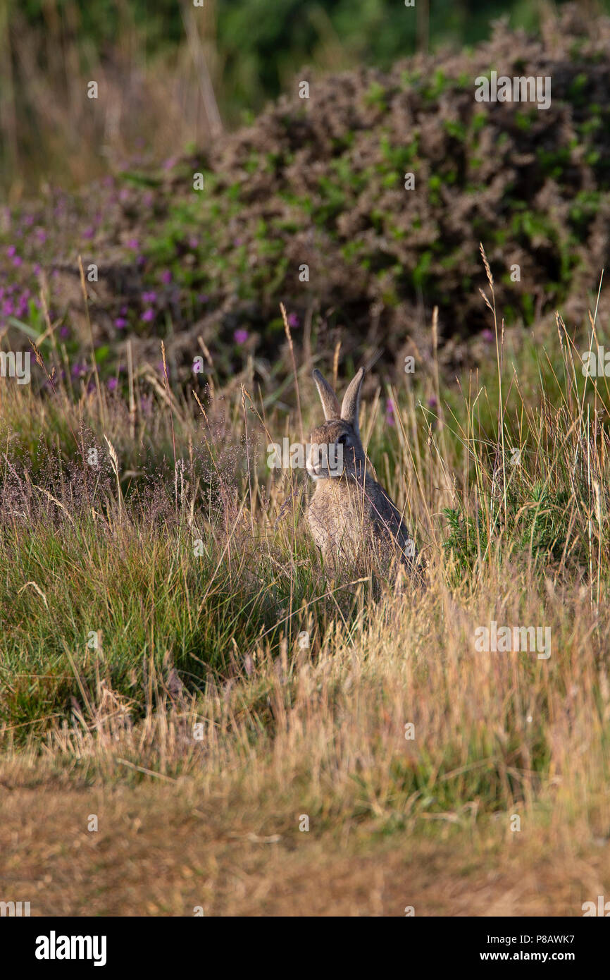 Camouflaged in tall grass hi-res stock photography and images - Alamy
