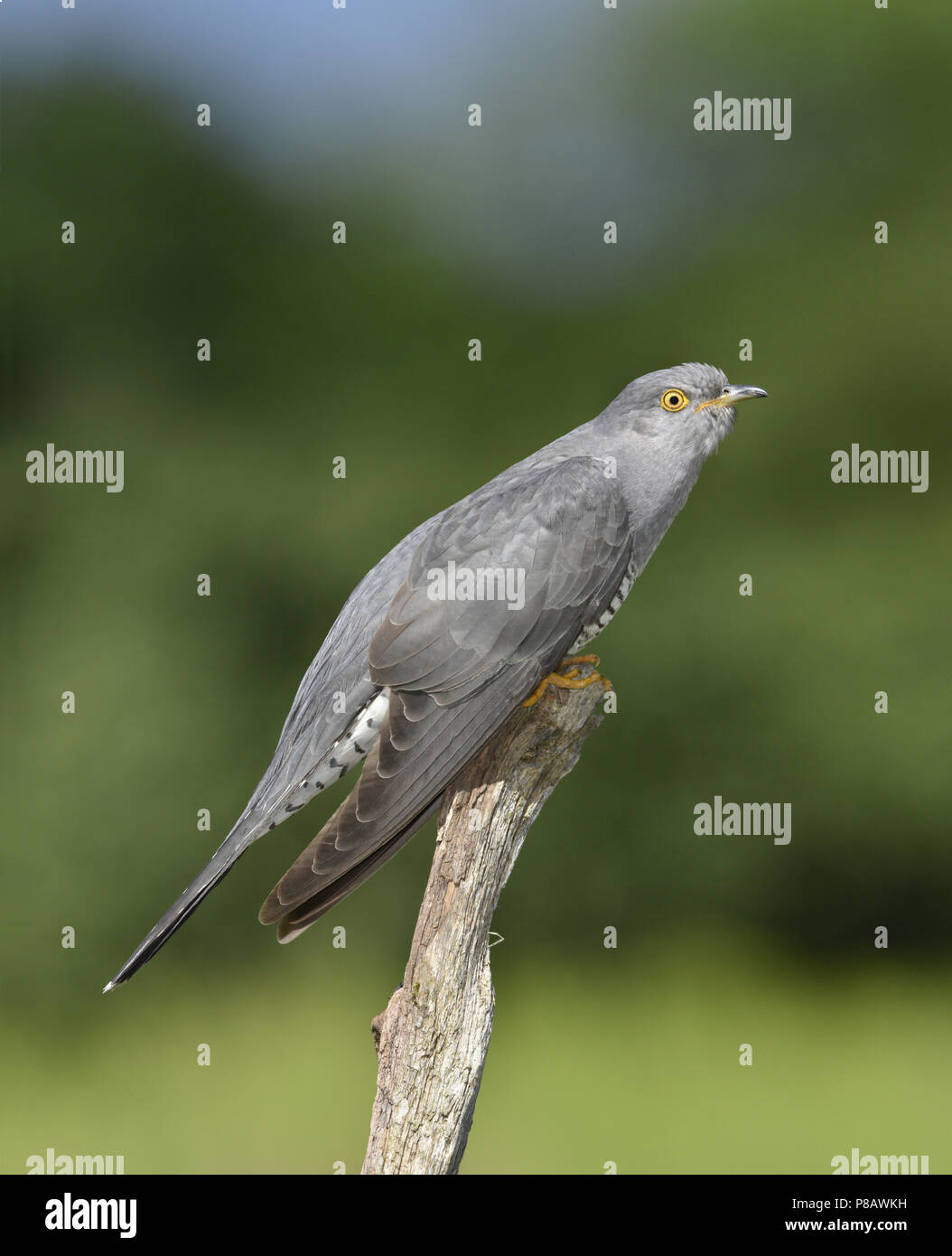 British cuckoo hi-res stock photography and images - Alamy
