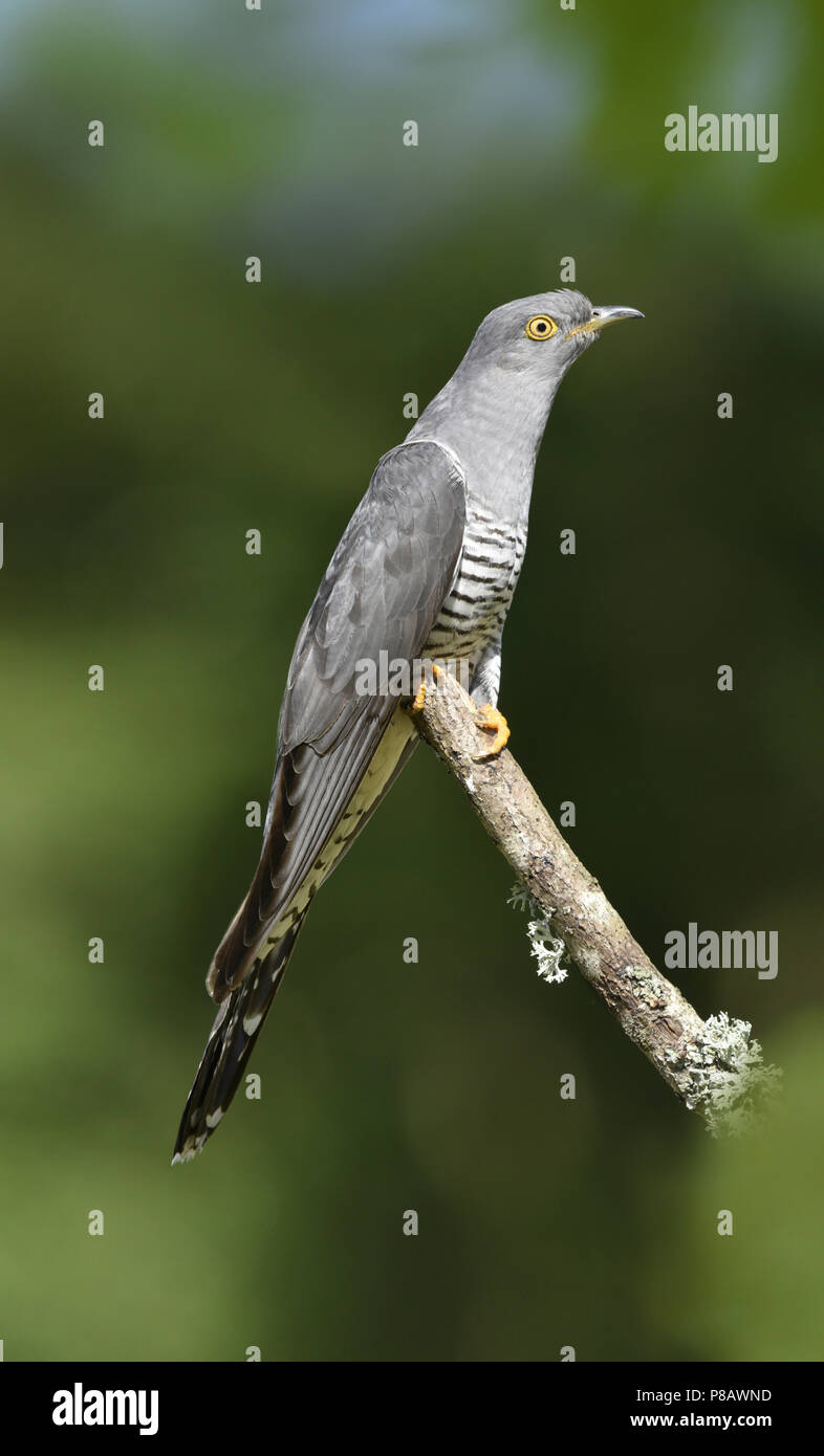 British cuckoo hi-res stock photography and images - Alamy