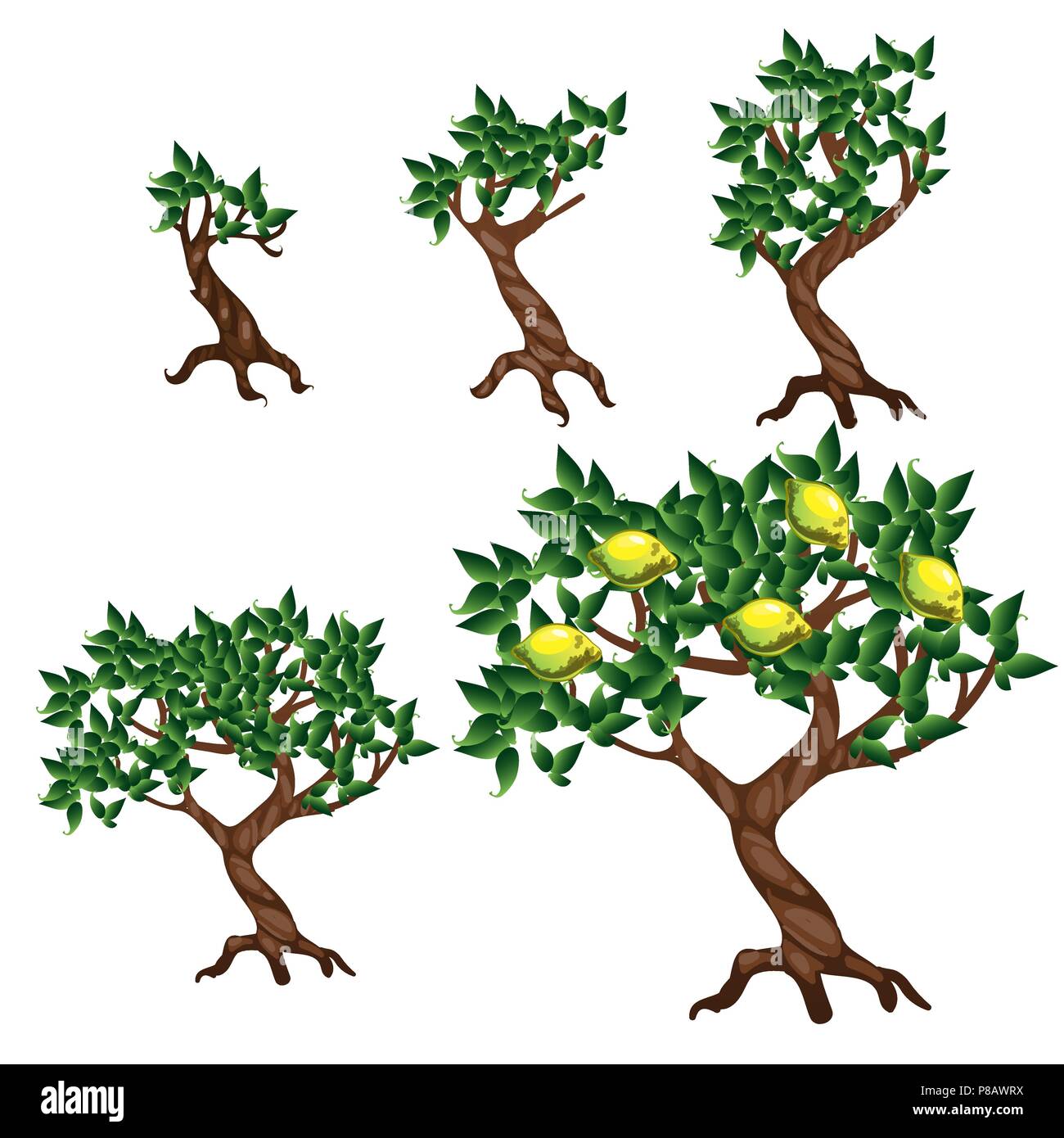 The stages of growing a lemon tree isolated on white background. Vector ...