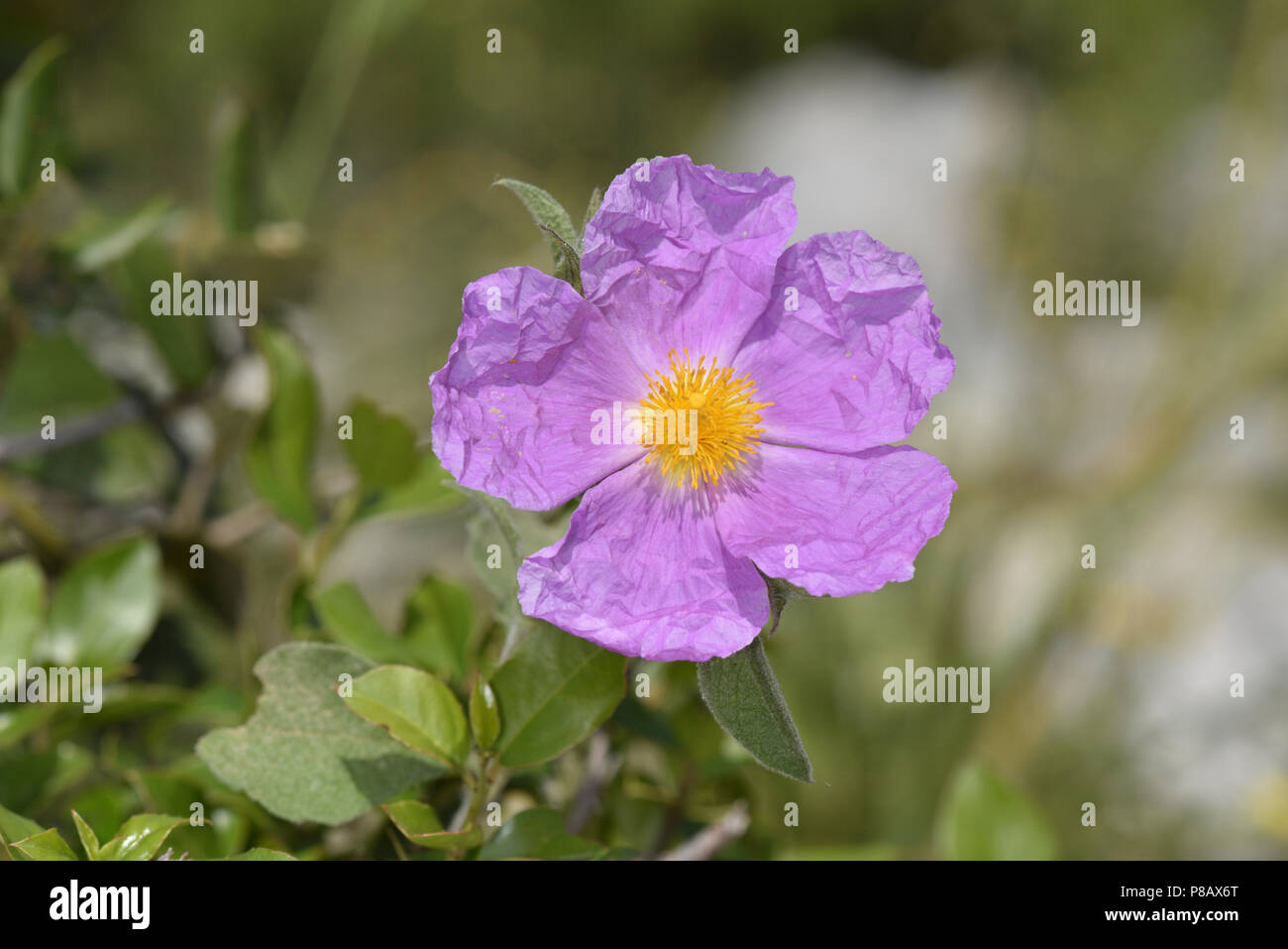 Pink cistus hi-res stock photography and images - Alamy