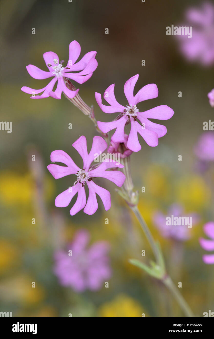Pink Catchfly - Silene colorata Stock Photo - Alamy