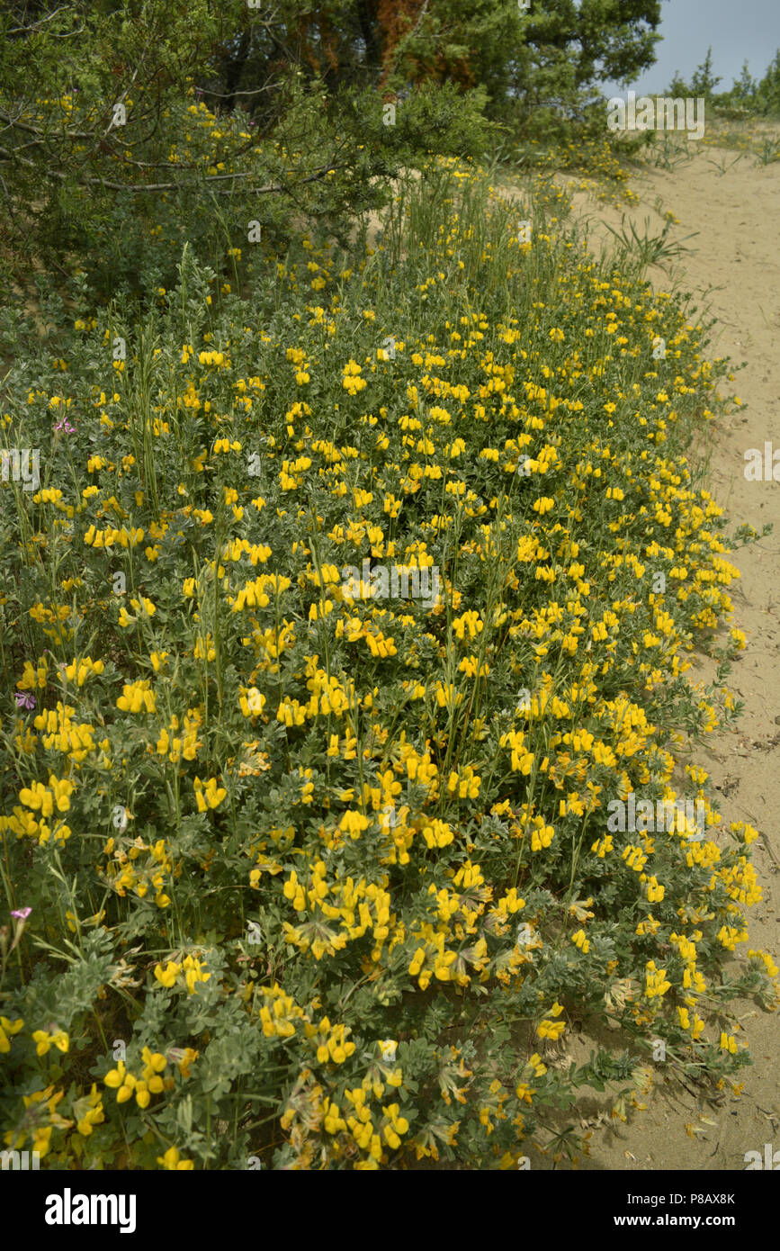 Southern Bird's-foot Trefoil - Lotus creticus Stock Photo - Alamy