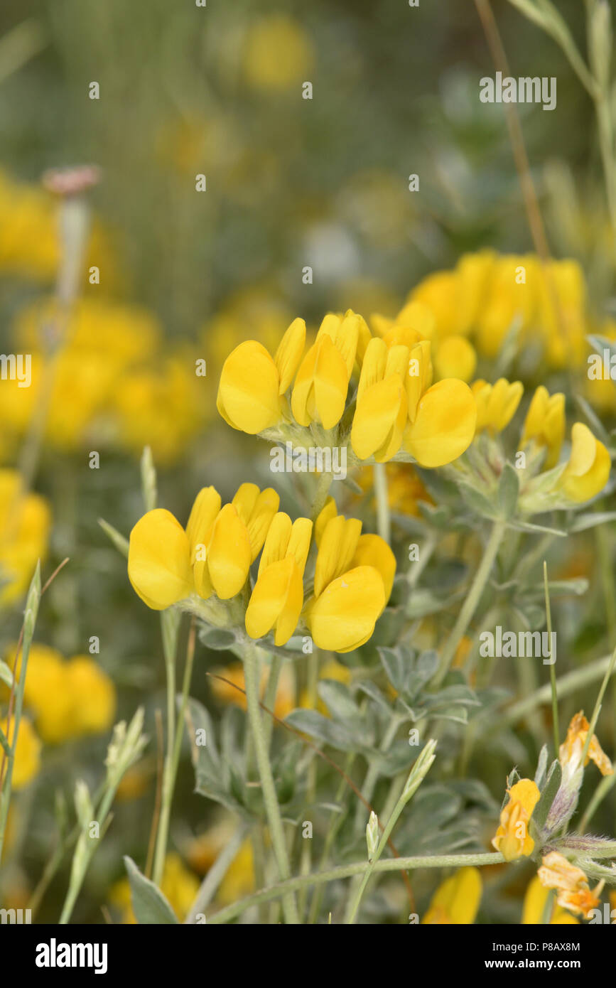 Southern Bird's-foot Trefoil - Lotus creticus Stock Photo - Alamy