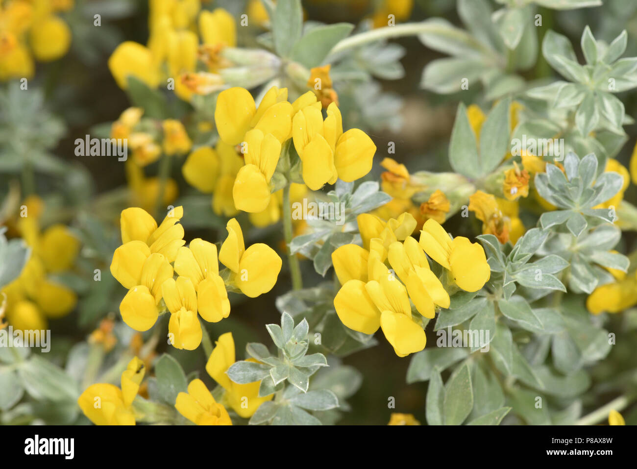 Gargano peninsula in southern italy hi-res stock photography and images ...