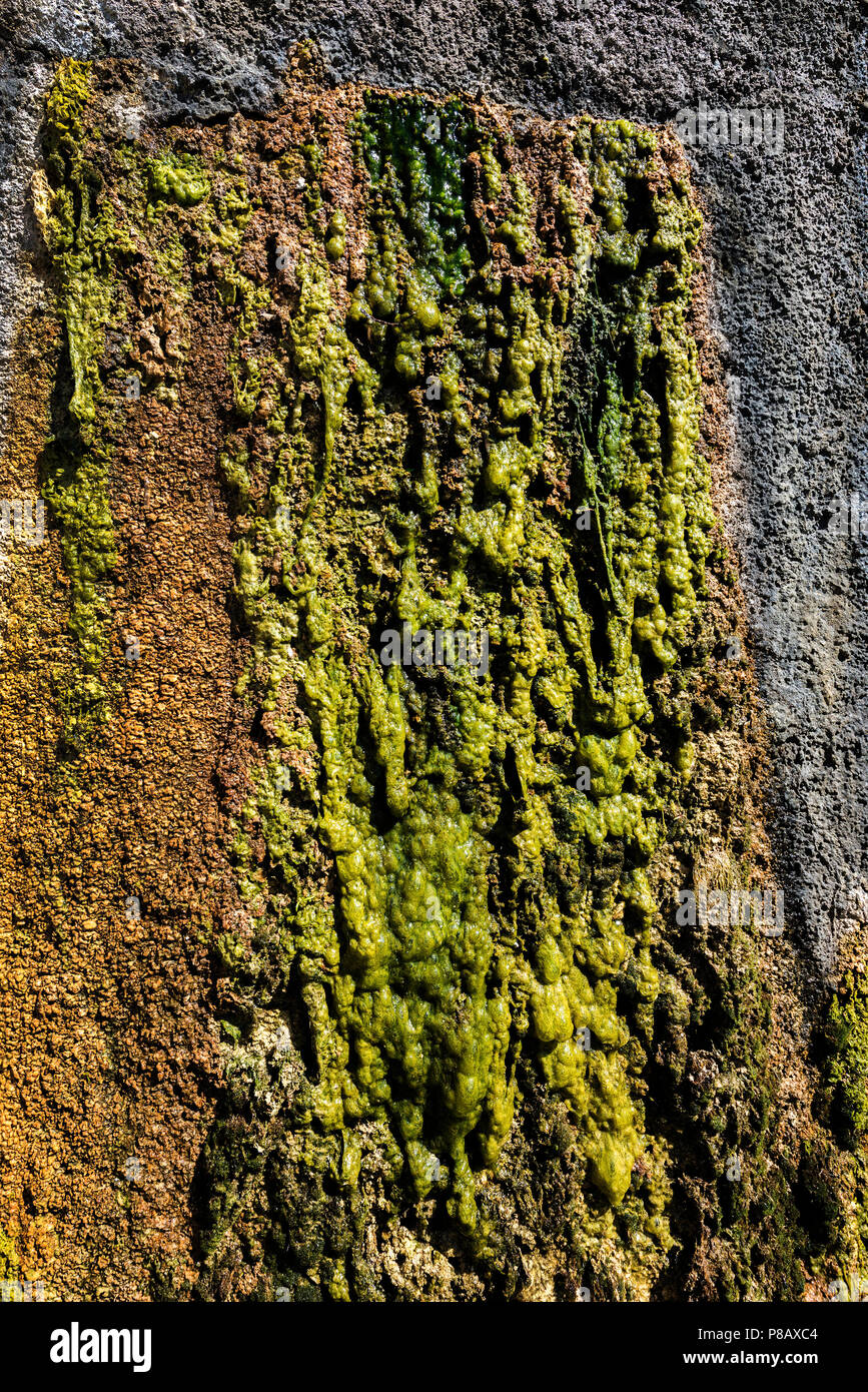 Green Algae on Rocks Stock Photo - Alamy
