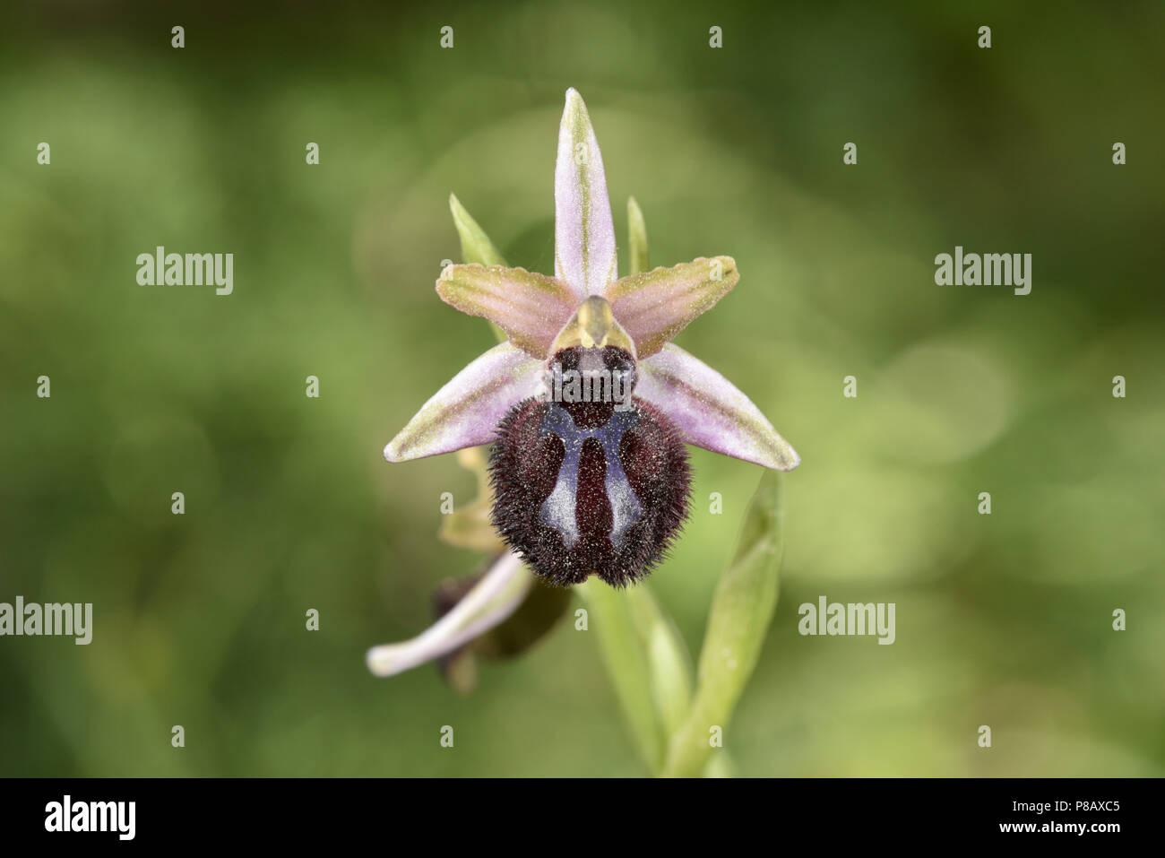 Ophrys sphegodes sipontensis hi-res stock photography and images - Alamy