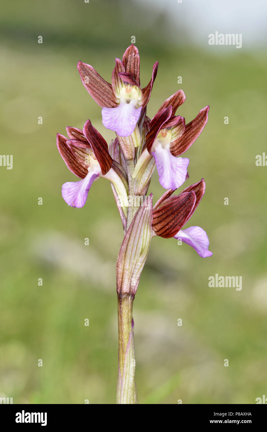 Papilionacea hi-res stock photography and images - Alamy