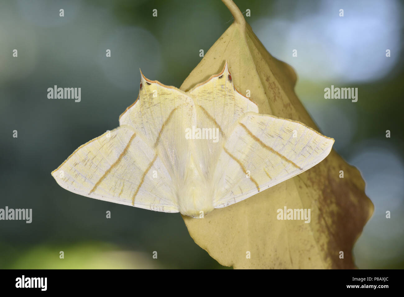 Swallowtailed Moth - Ourapteryx sambucaria Stock Photo - Alamy