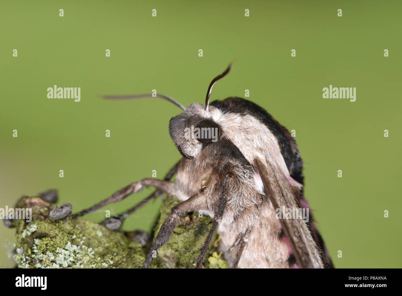 Privet Hawk-moth - Sphinx ligustri Stock Photo - Alamy