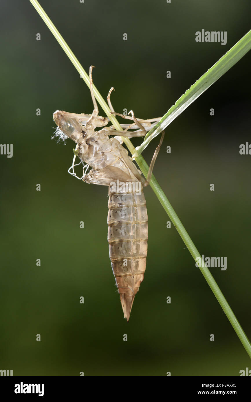 Emperor Dragonfly - Anax imperator larval skin = exuvia Stock Photo - Alamy