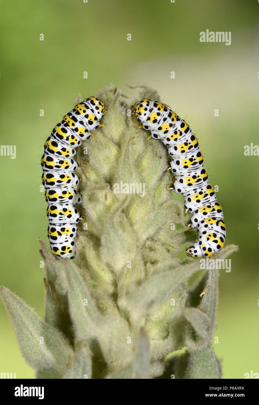Mullein moths hi-res stock photography and images - Alamy