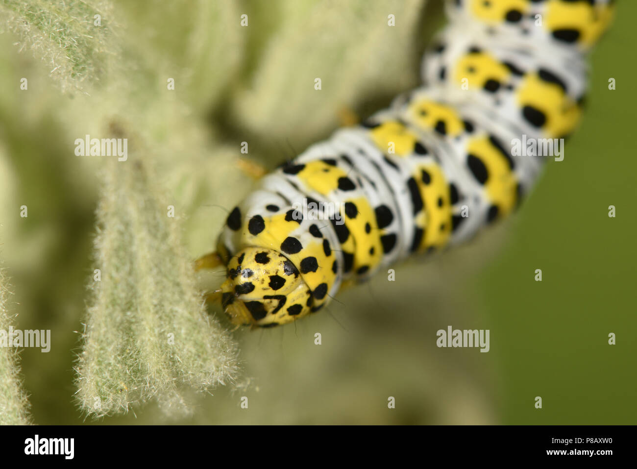 Mullein moths hi-res stock photography and images - Alamy