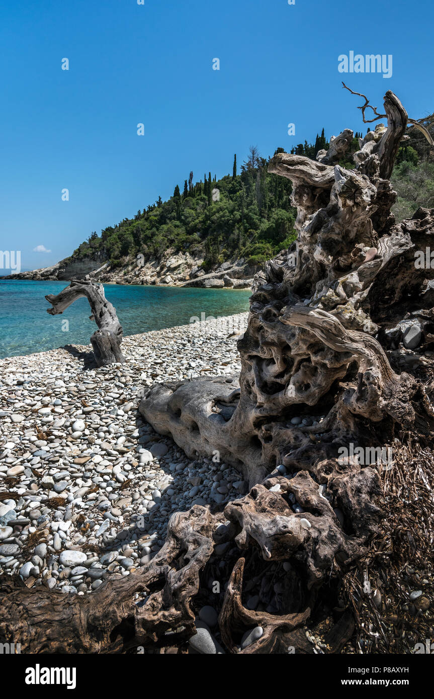 Old Olive tree on Orkos Beach, Lakka, Paxos Stock Photo - Alamy