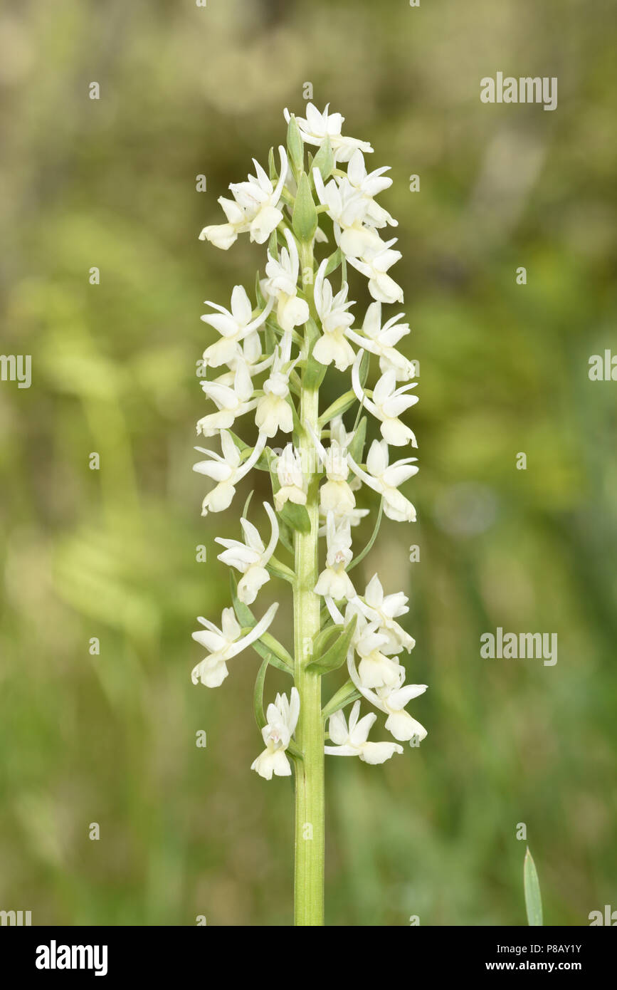 Roman Orchid - Dactylorhiza romana Stock Photo - Alamy