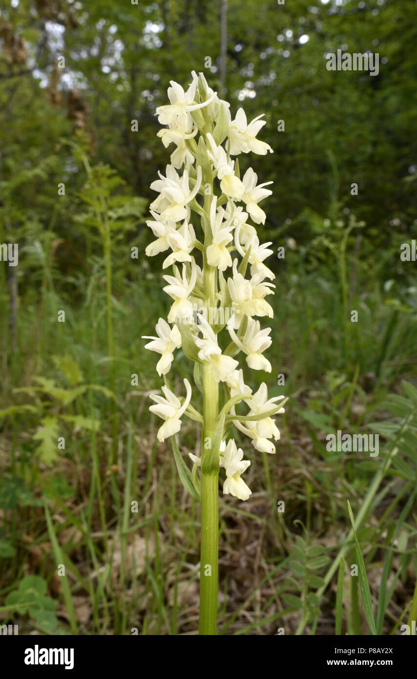 Roman orchid dactylorhiza romana hi-res stock photography and images ...