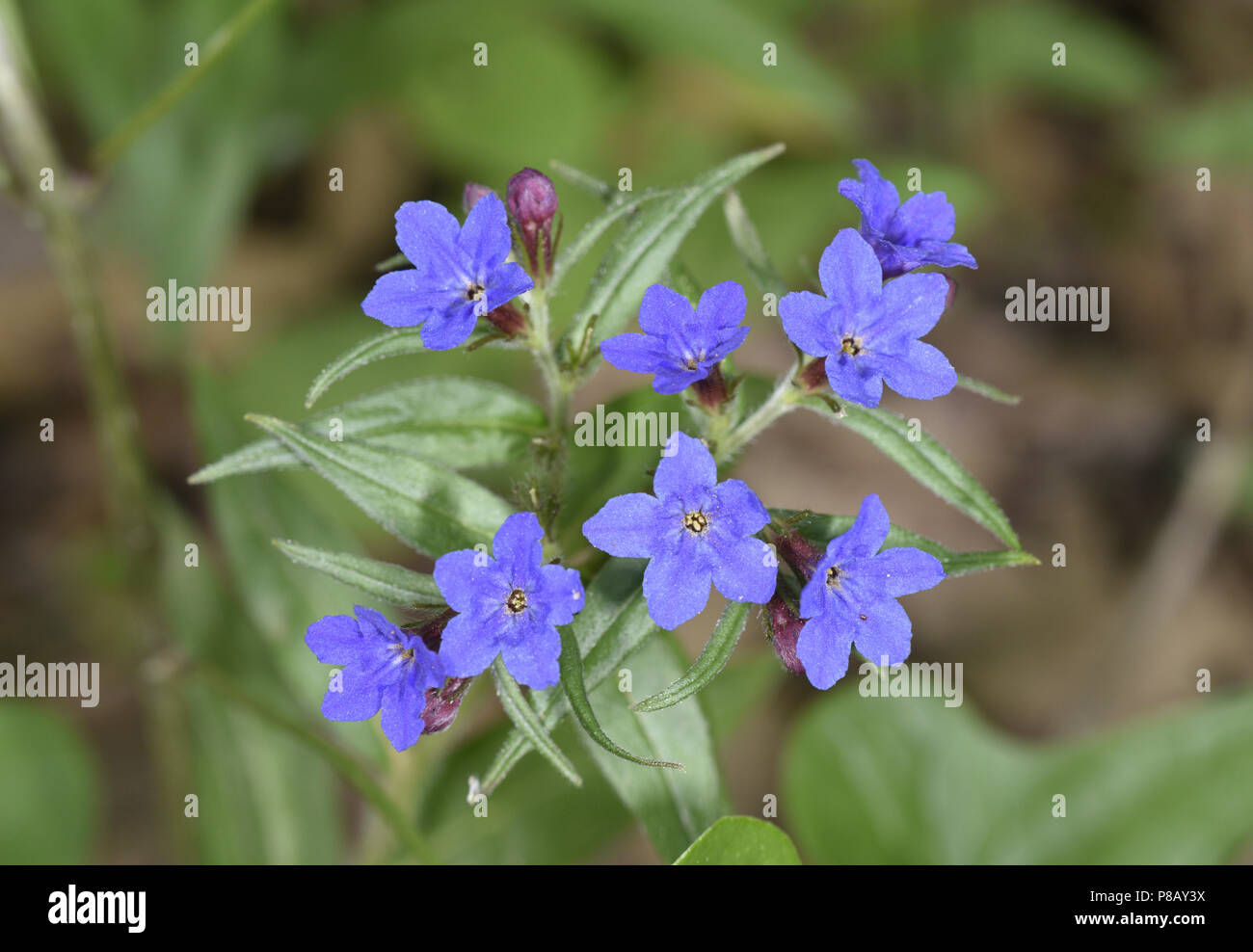 Purple Gromwell - Lithospermum purpurocaeruleum Stock Photo - Alamy