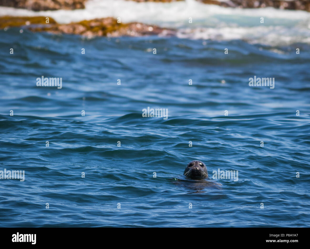 Common seal head out water hi-res stock photography and images - Alamy