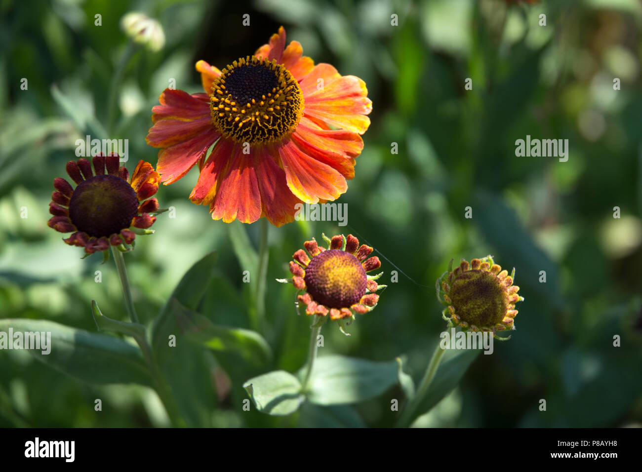 Helenium flowers fully open and at the bud stage Stock Photo - Alamy
