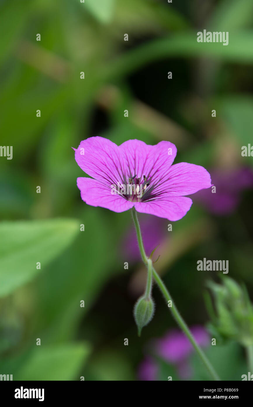 Hardy géranium hi-res stock photography and images - Alamy