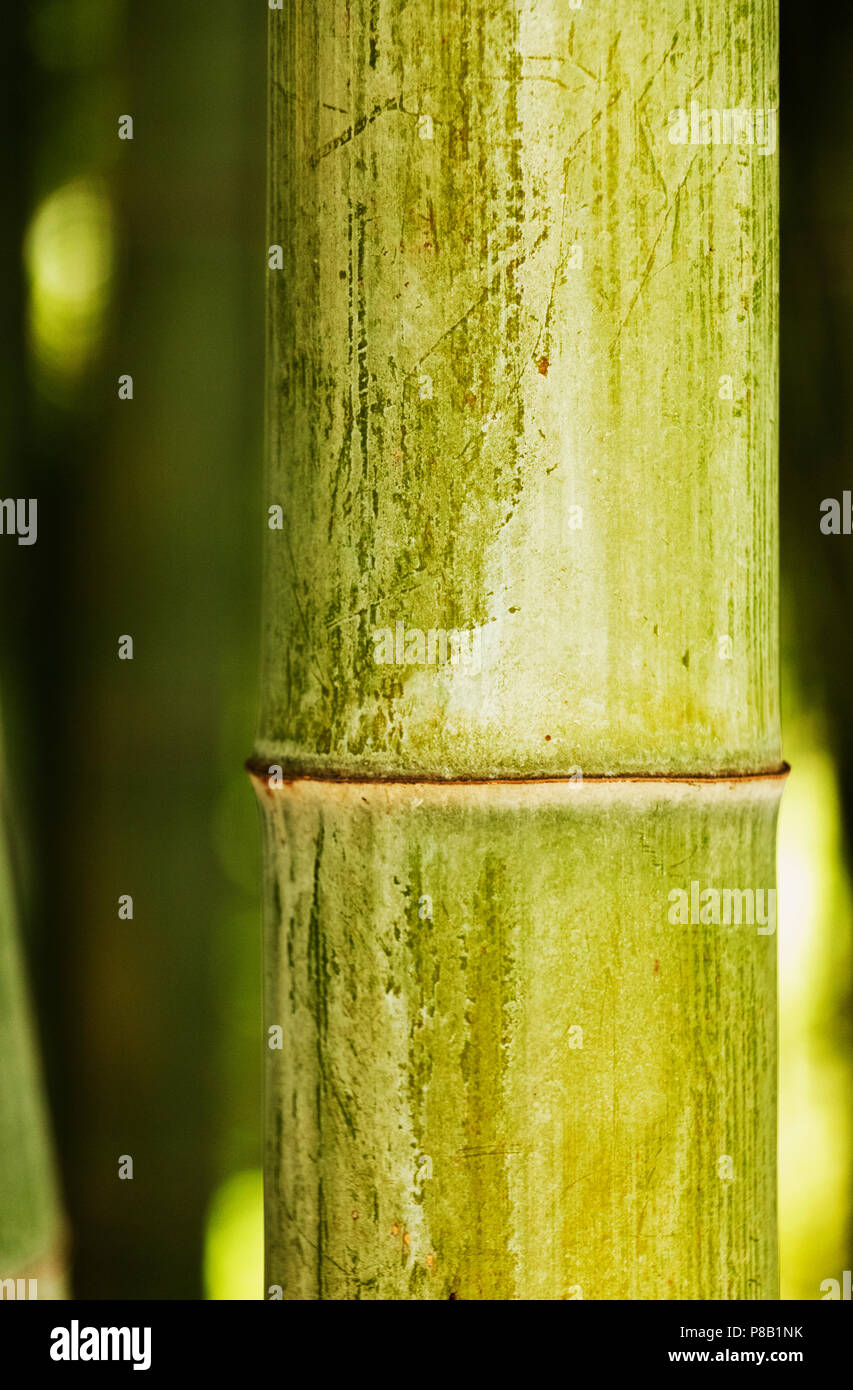 Bamboo stalk section ,selective focus ,saturated colors ,vertical ...