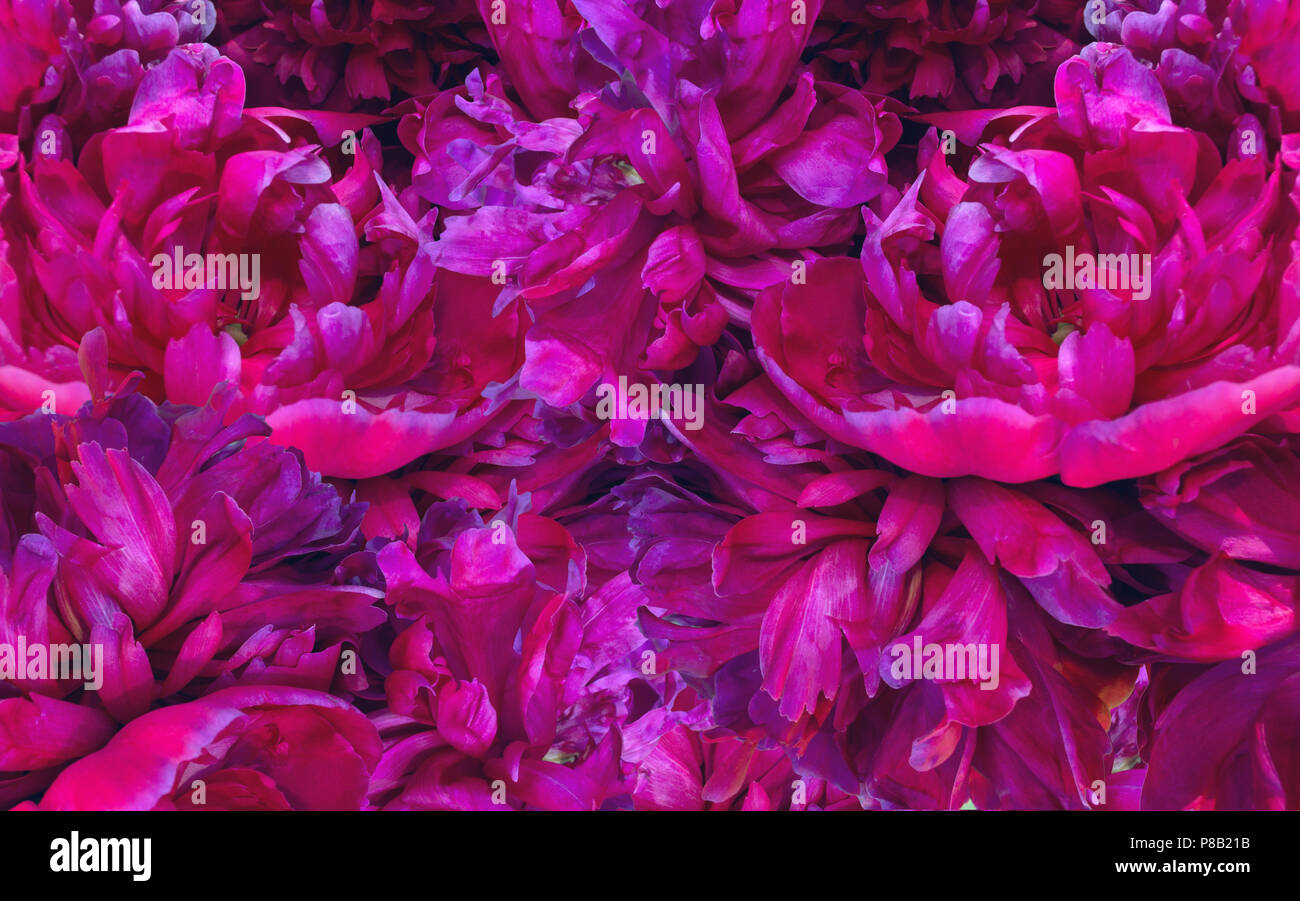 background filled with close up view of magenta peonies in bloom Stock ...