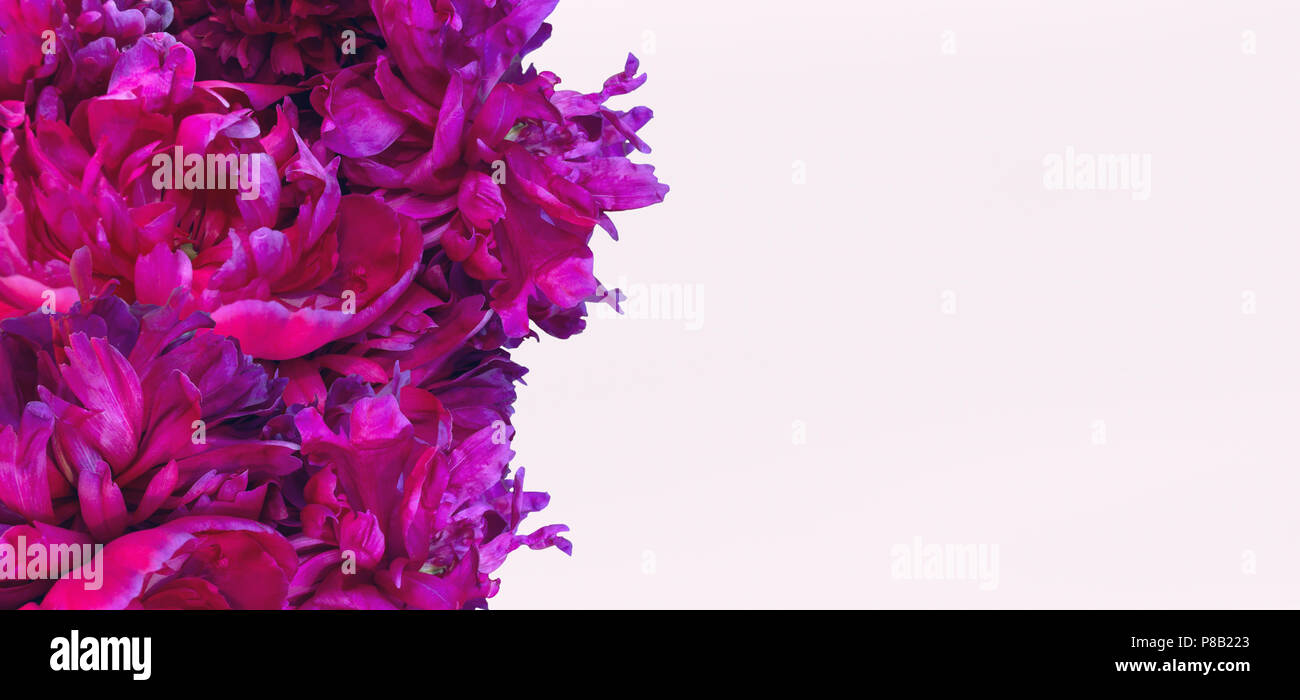 isolated on white horizontal background border of magenta peonies ...
