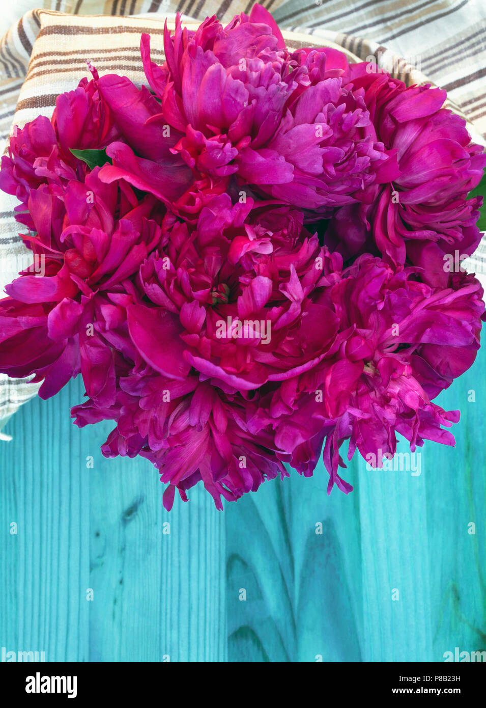 vertical top view of bouquet of magenta peonies on blue wooden ...
