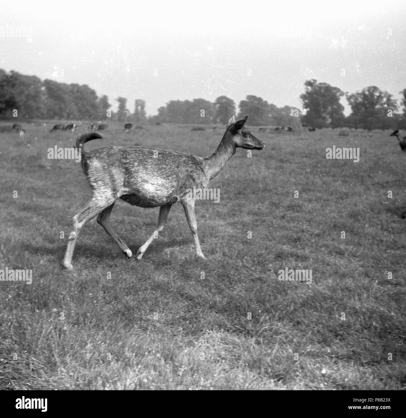 Deer exterior Black and White Stock Photos & Images - Alamy